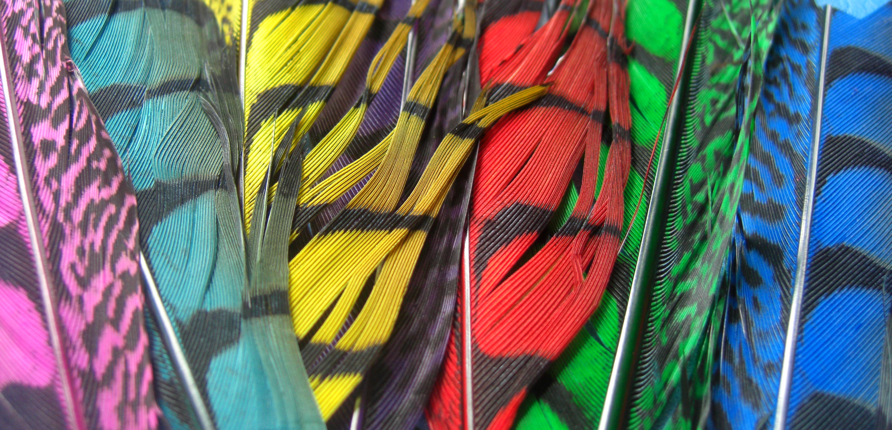 Lady Amherst Side Tail Sections for Tube Flies