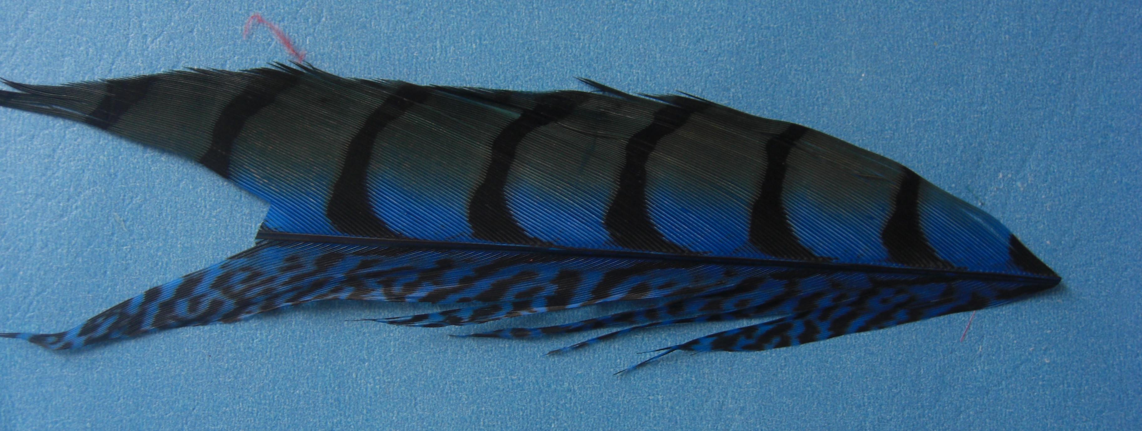 Lady Amherst Side Tail Sections for Tube Flies