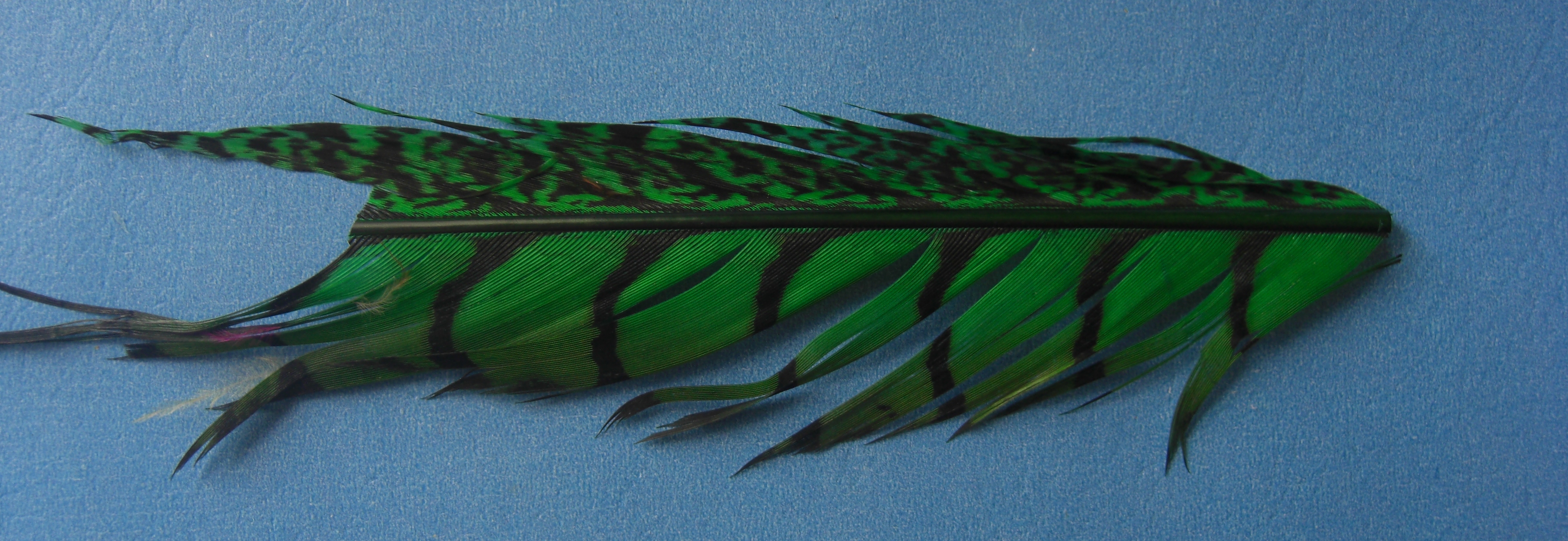 Lady Amherst Side Tail Sections for Tube Flies