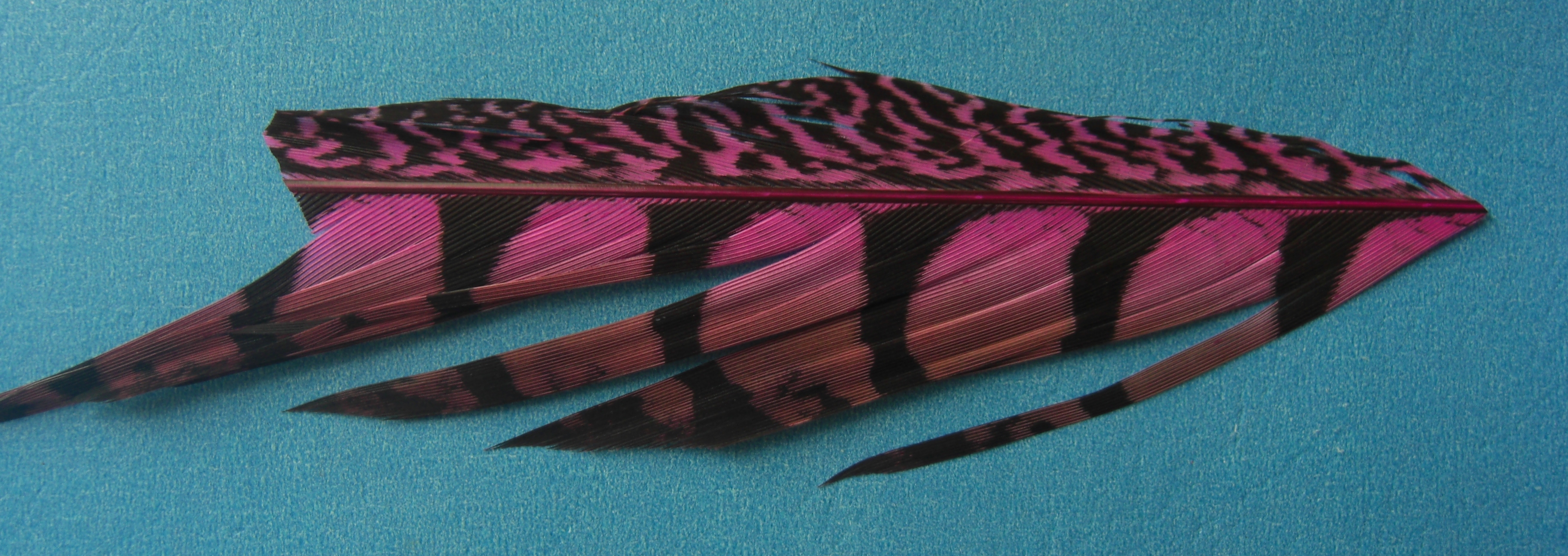 Lady Amherst Side Tail Sections for Tube Flies