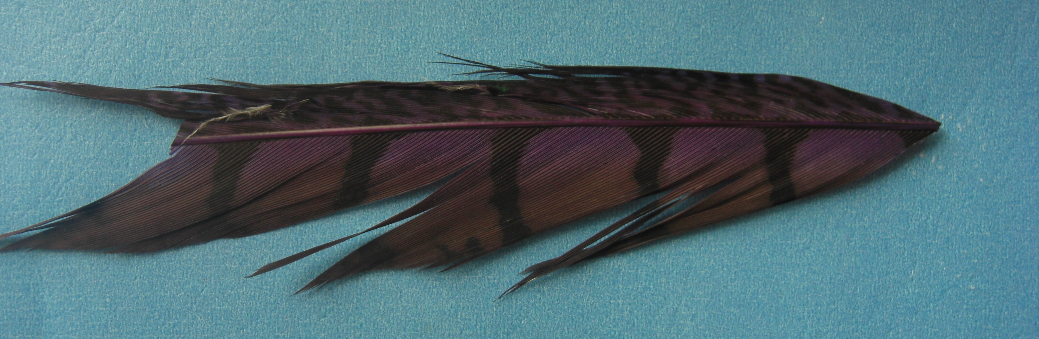 Lady Amherst Side Tail Sections for Tube Flies