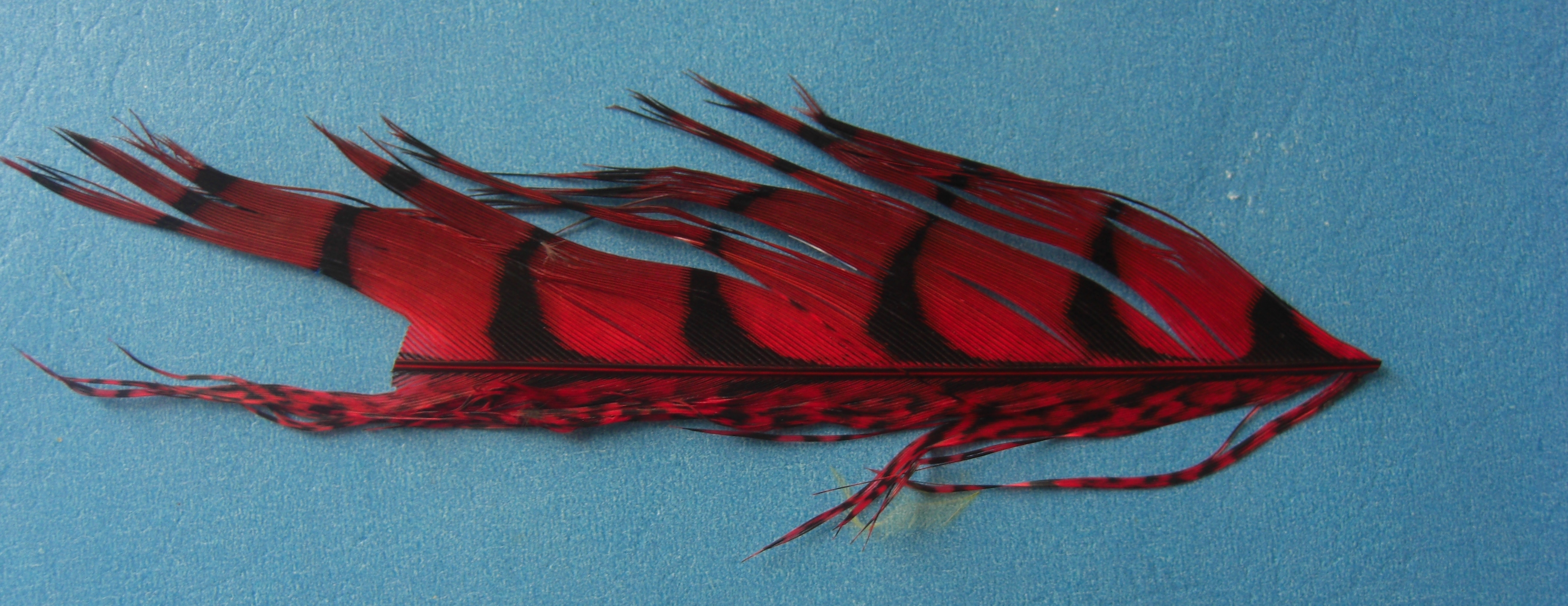 Lady Amherst Side Tail Sections for Tube Flies