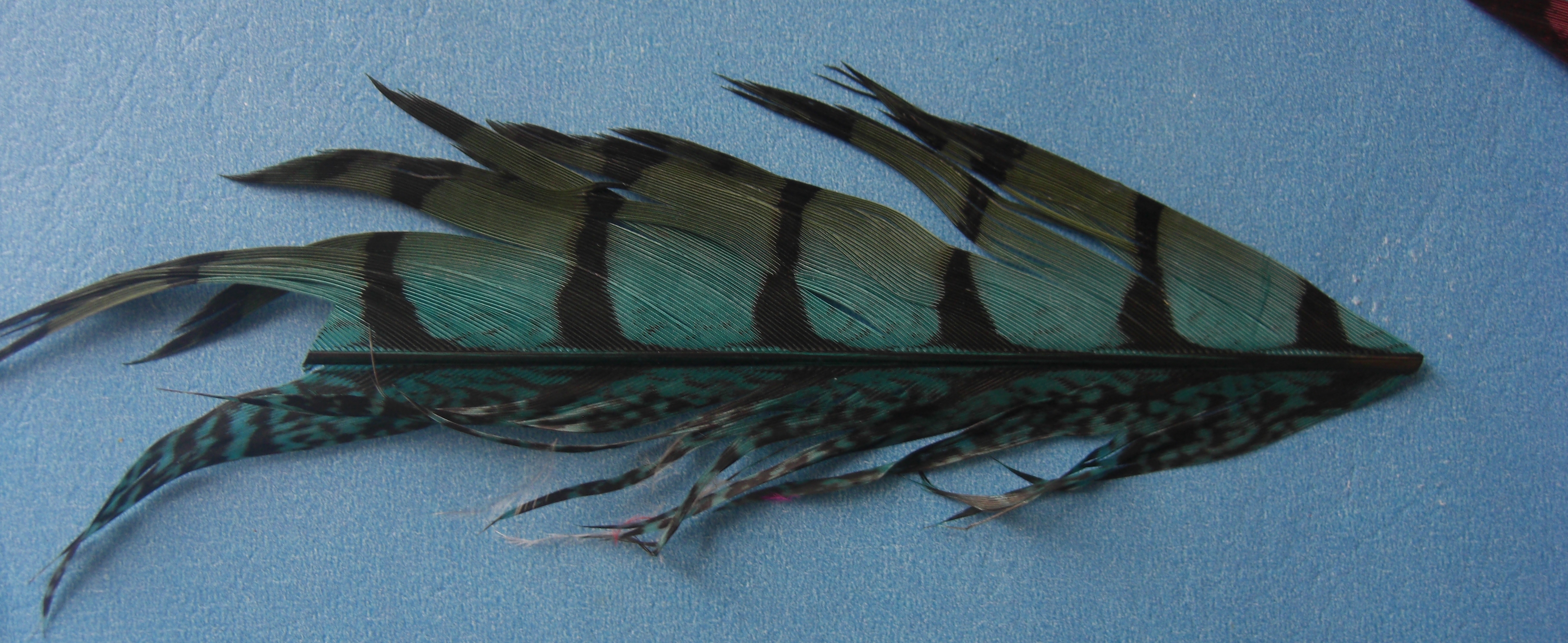 Lady Amherst Side Tail Sections for Tube Flies