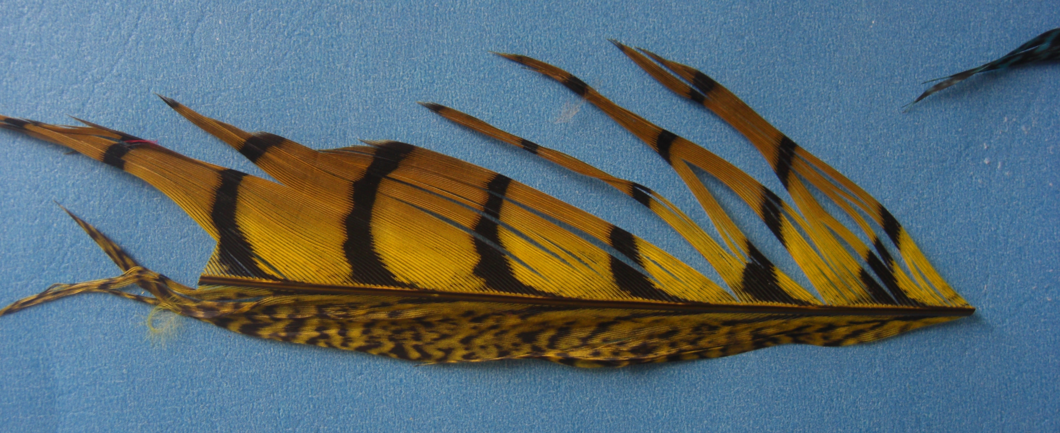 Lady Amherst Side Tail Sections for Tube Flies
